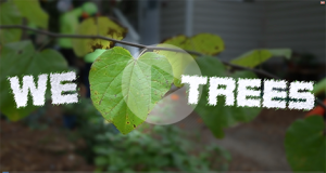 Raleigh Tree Service | Tree Removal Service Raleigh | Tree Cutting ...