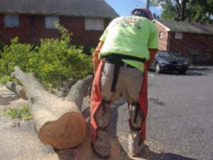 Tree Removal - Arbormax Tree Service