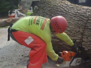 Tree Removal - Arbormax Tree Service