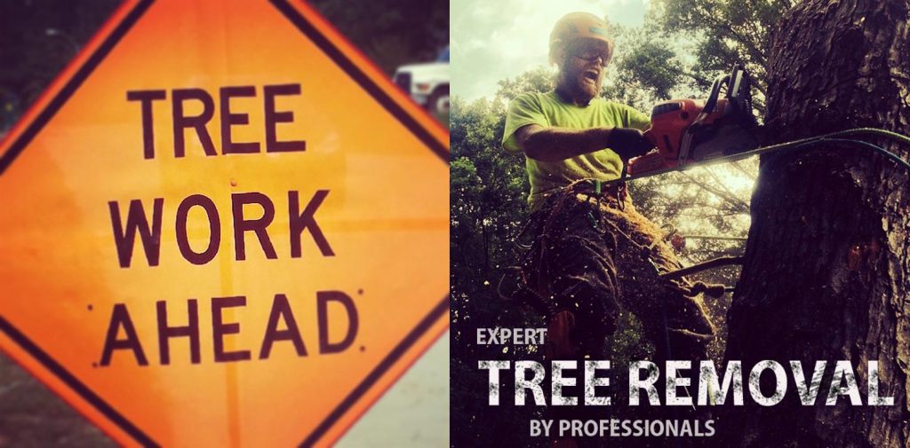 Wake Forest tree removal service | Tree removal Wake Forest | tree ...