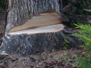 Tree Removal - Arbormax Tree Service