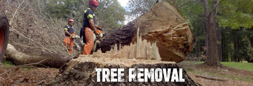 Tree Removal - Arbormax Tree Service