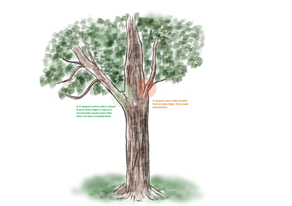 Cabling and Bracing - Arbormax Tree Service