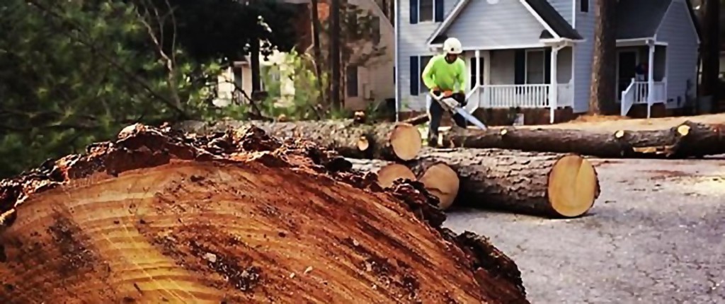 Where do the trees go? - Arbormax Tree Service