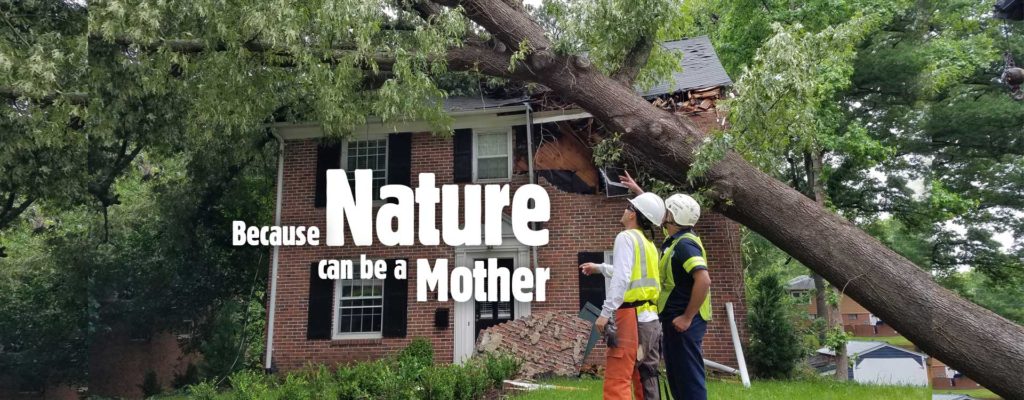Raleigh Tree Service | Tree Removal Service Raleigh | Tree Cutting ...